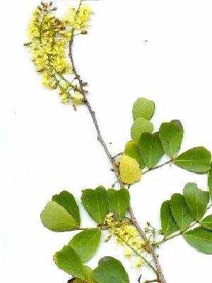 Haematoxylum campechianum / Logwood